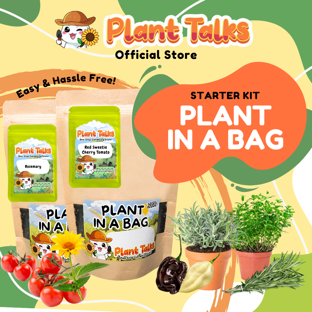 Plant Talks Plant Starter Kit DIY Childrens Day Plant Kit Grow Herbs ...