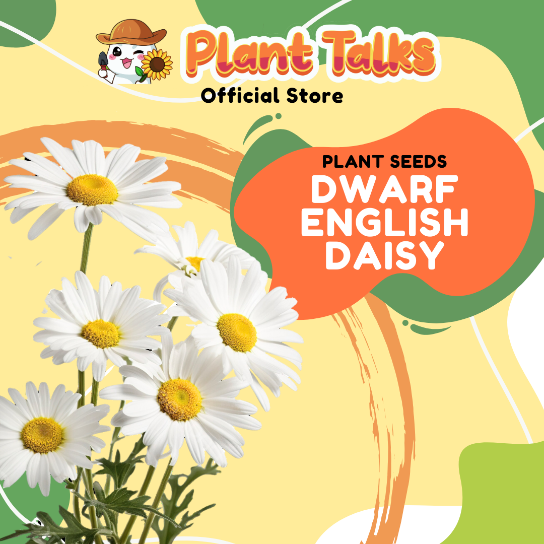 Plant Talks Dwarf English Daisy Flower Seeds Urban Gardening Daisies ...