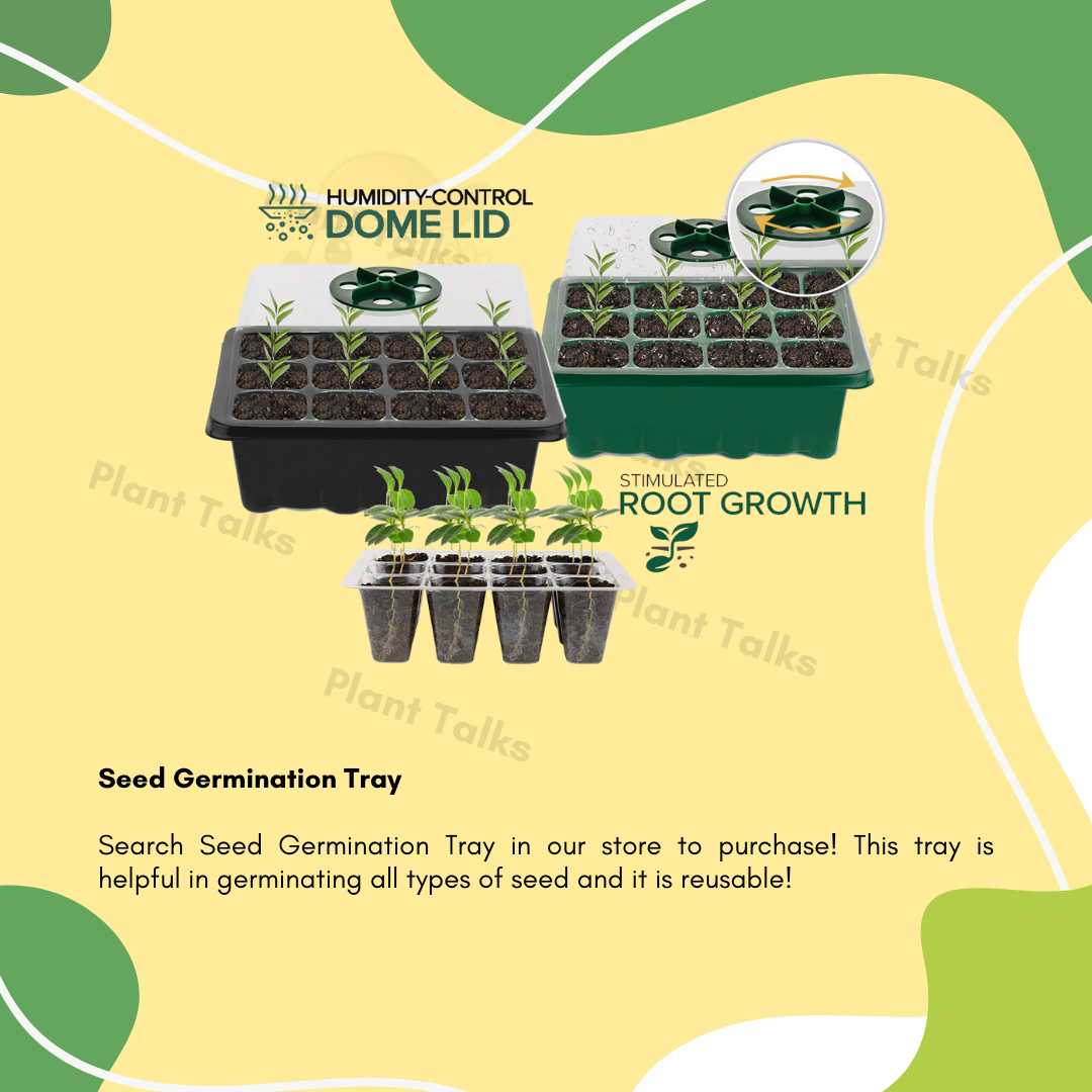 Plant Talks Mint Plant Seeds Menta Arvensis Seed Organic Edible Herbs ...