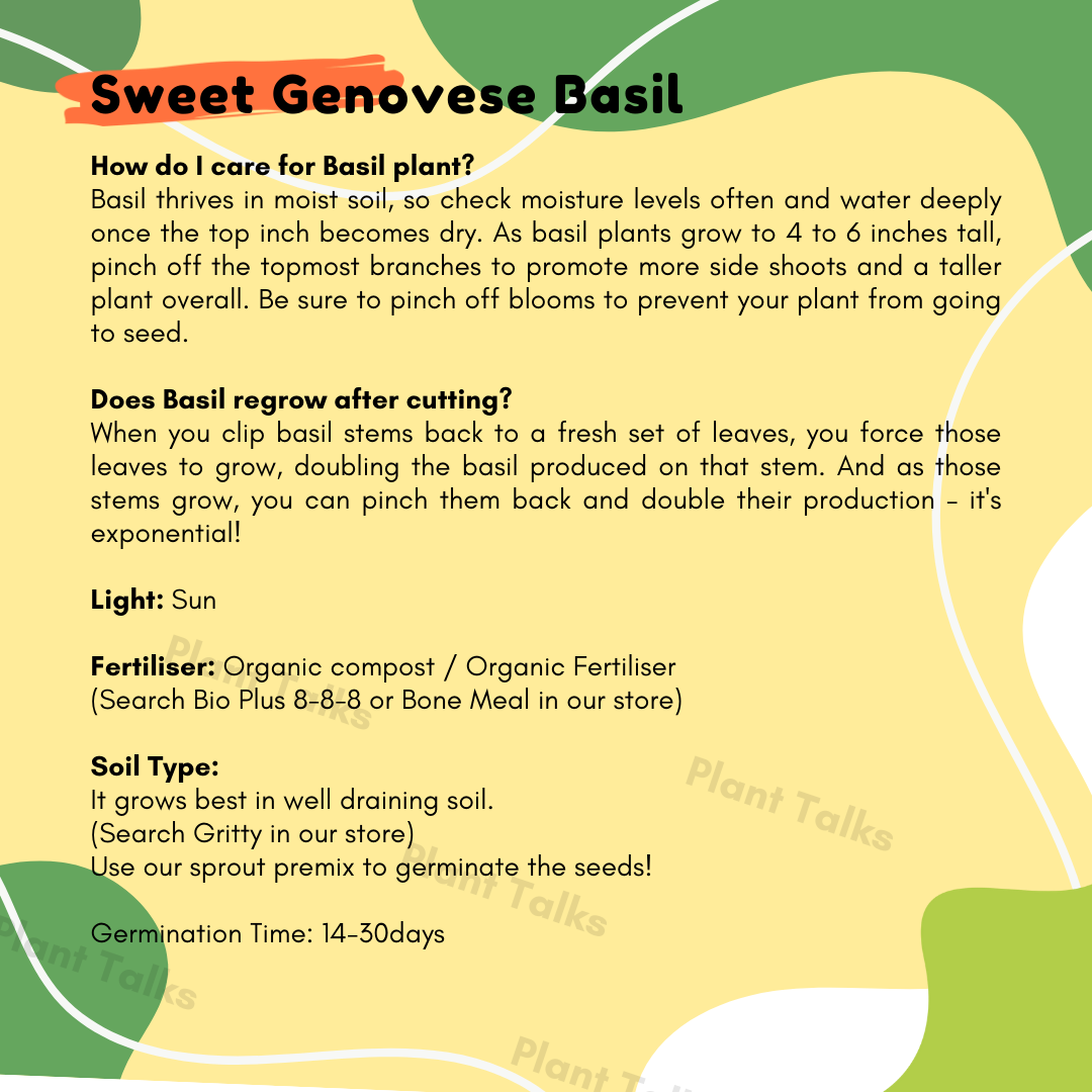 Plant Talks Sweet Basil Plant Seeds Genovese Basil Organic Edible Herbs ...