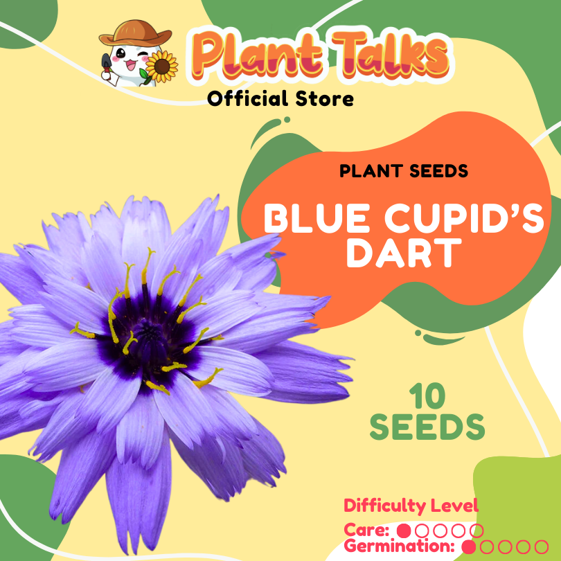 Plant Talks Blue Cupid's Dart Plant Seed Lover Plants Purple Flower ...