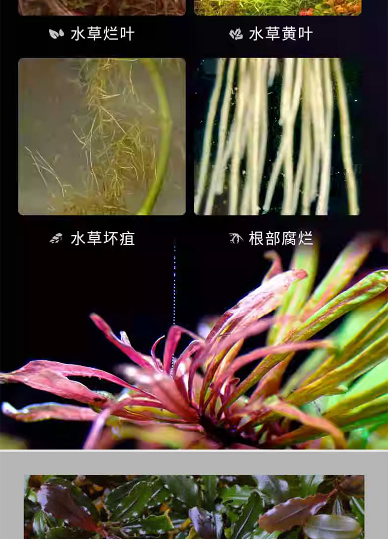 Water grass nutrient solution 300ml- fish tank hydroponic plant ...