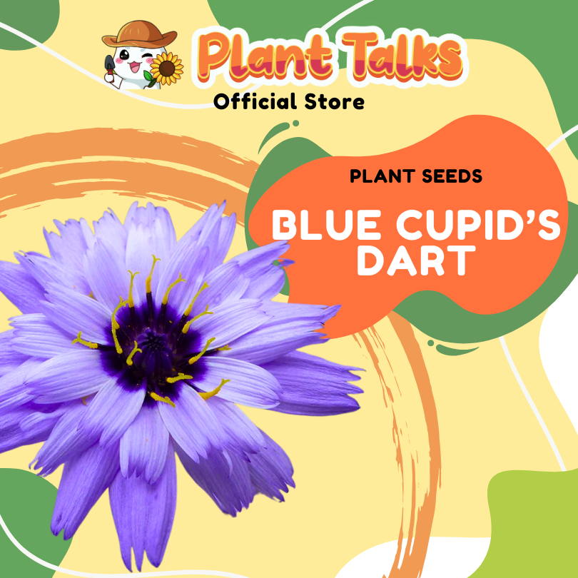 Plant Talks Blue Cupid's Dart Plant Seed Lover Plants Purple Flower Seeds | Shopee Singapore