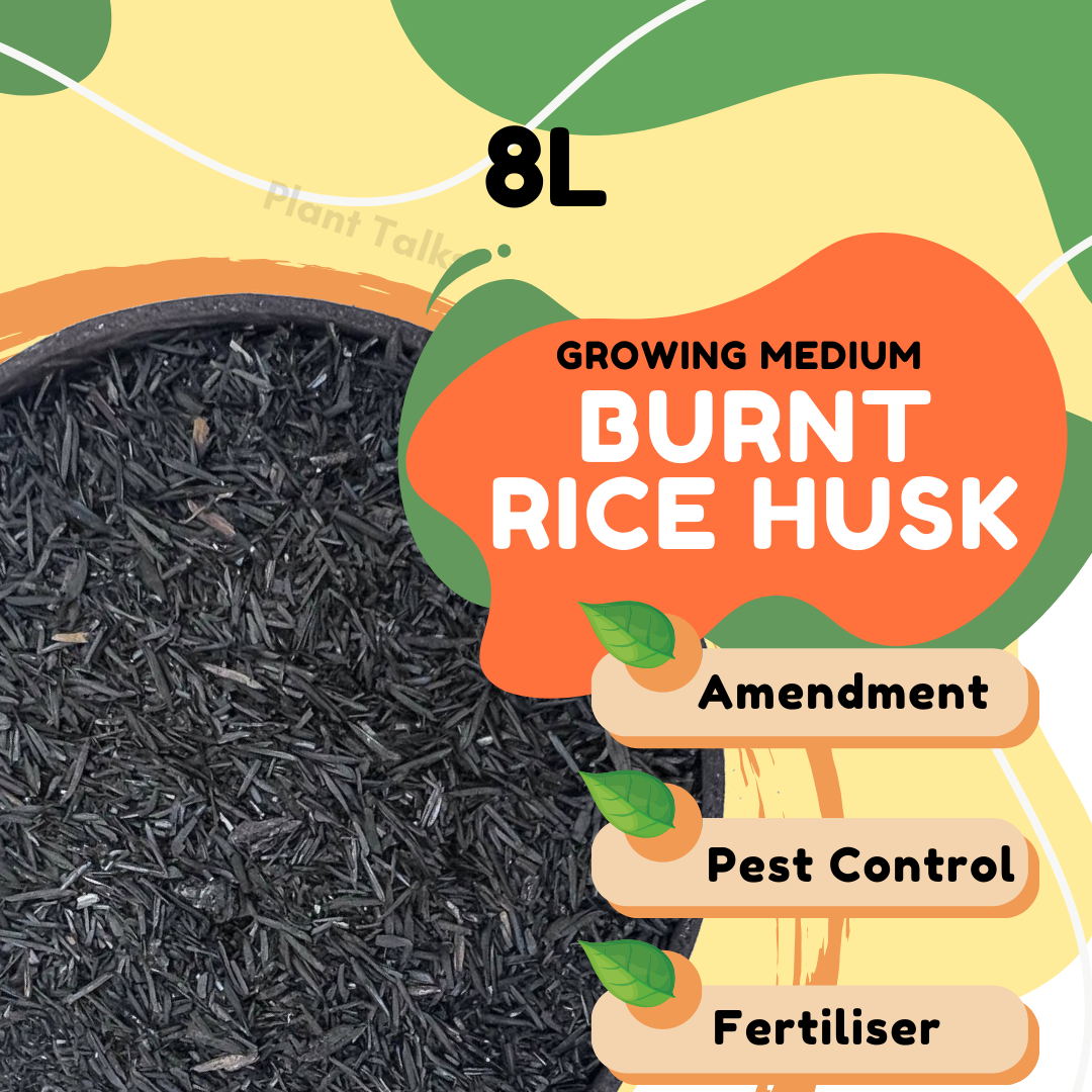 Plant Talks Burnt Rice Husk for Soil Amendment Rice Hull Charcoal Rice ...