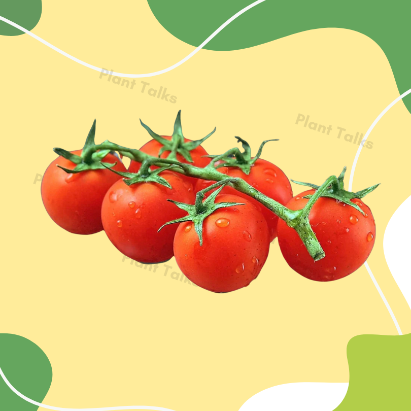Plant Talks Red Sweetie Cherry Tomato Plant Seeds Special Tomato ...