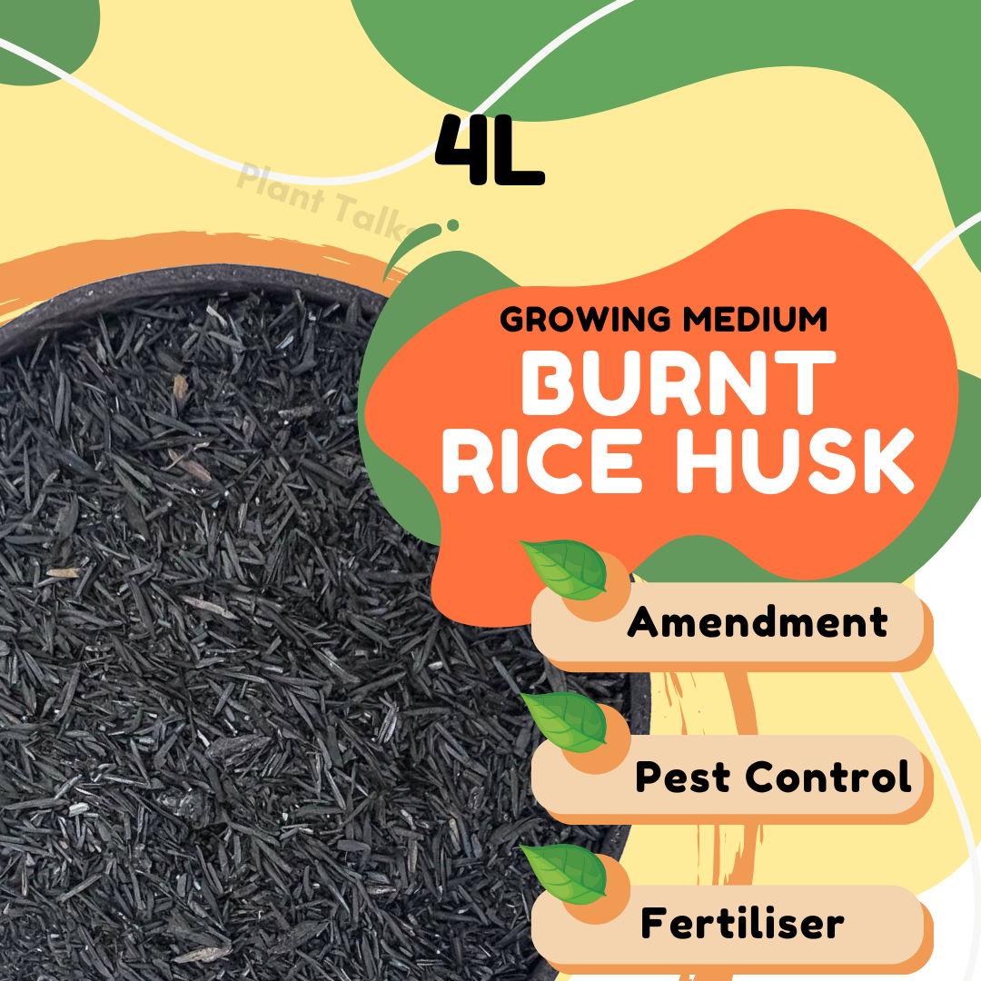 Plant Talks Burnt Rice Husk for Soil Amendment Rice Hull Charcoal Rice ...
