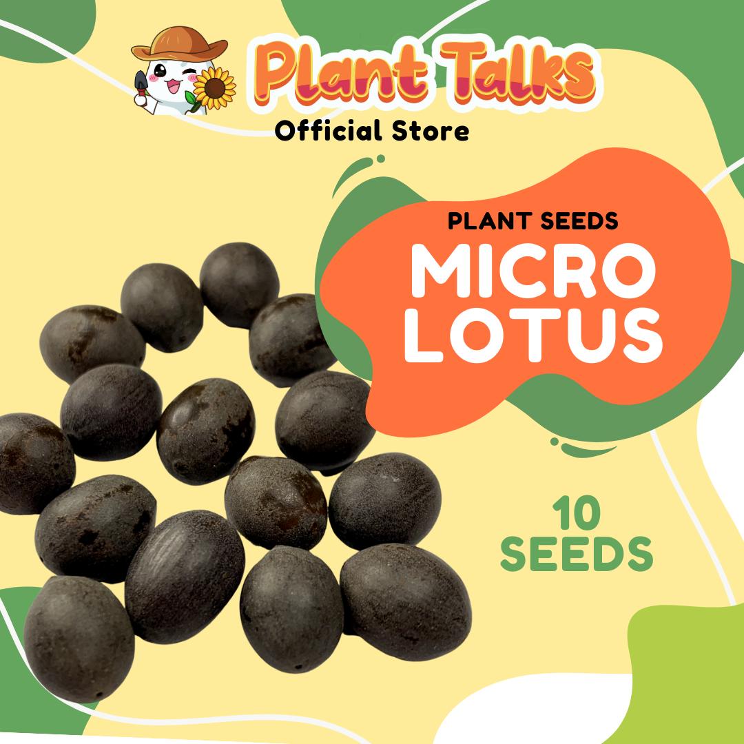 Plant Talks Micro Bowl Lotus Flower Seed Aquatic Plant Seeds | Shopee ...