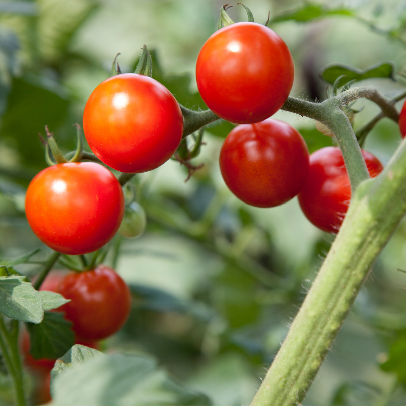 Plant Talks Red Sweetie Cherry Tomato Plant Seeds Special Tomato ...