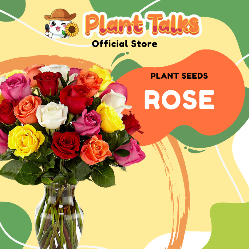 Plant Talks Real Rose Seed Premium Rose Seed High Germination Rate Rose ...