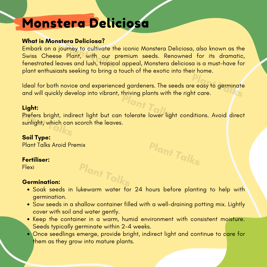 Plant Talks Monstera Deliciosa Seed Indoor House Plant Ornamental Seeds ...