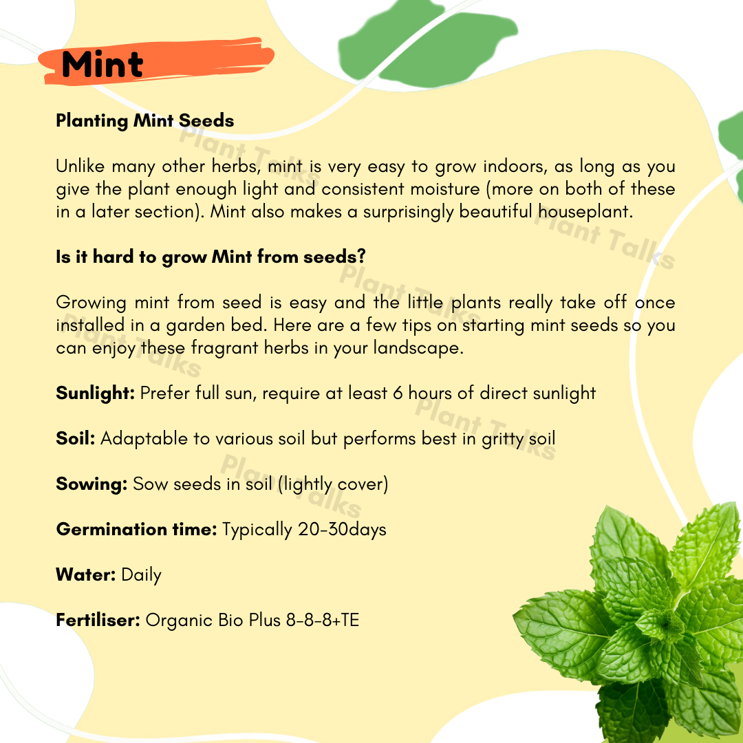 Plant Talks Mint Plant Seeds Menta Arvensis Seed Organic Edible Herbs ...