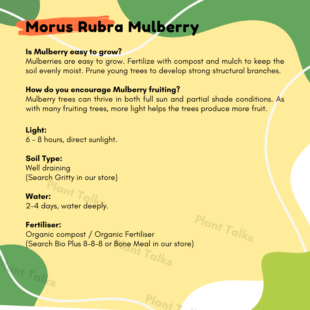 Plant Talks Morus Rubra Mulberry Plant Seed Organic Edible Fruits ...