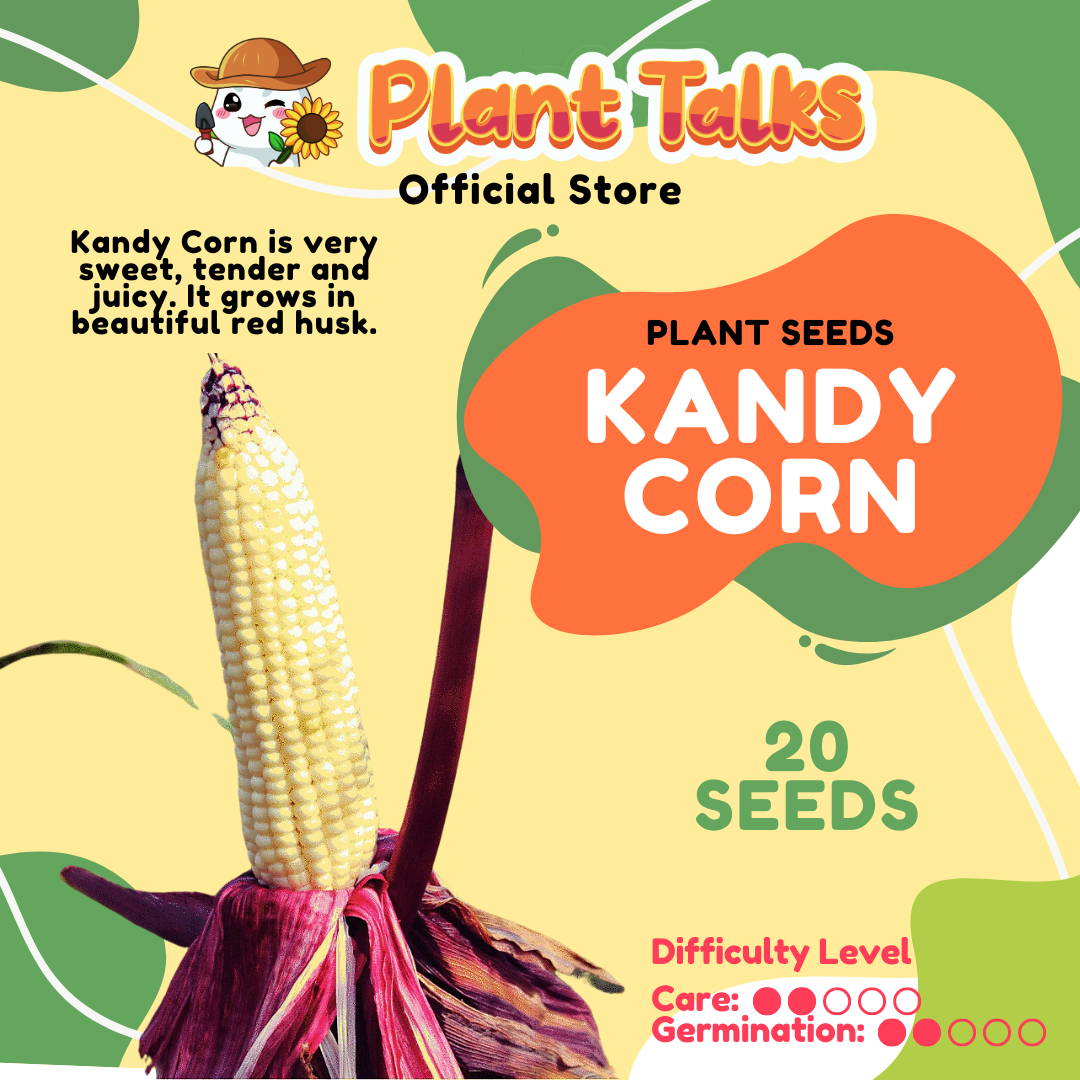Plant Talks Corn Seeds Bi Colour Kandy Corns Rare Plant Fruits | Shopee ...