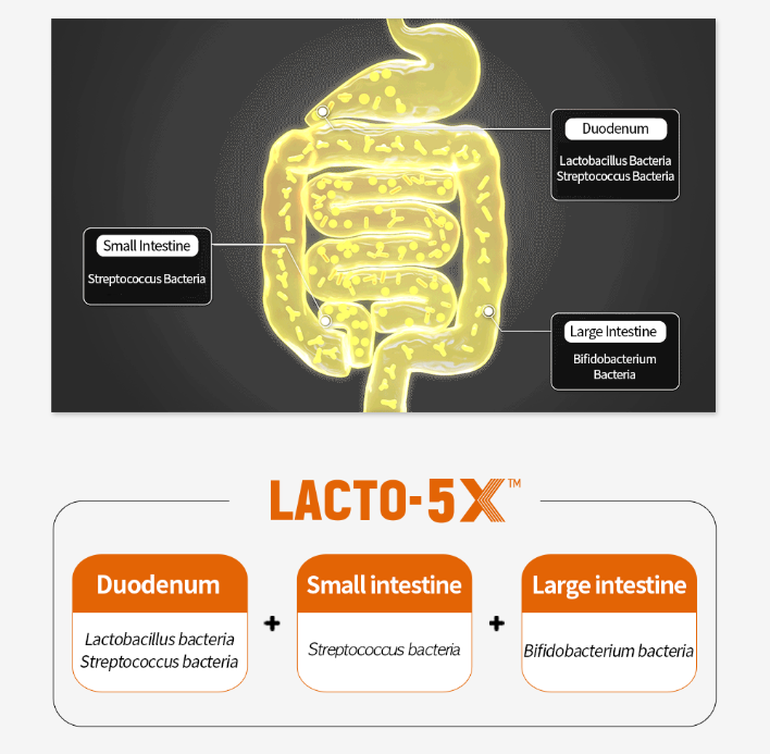 LACTO-FIT Gold, Probiotics from Korea (2g x 50sticks), HALAL Certified ...