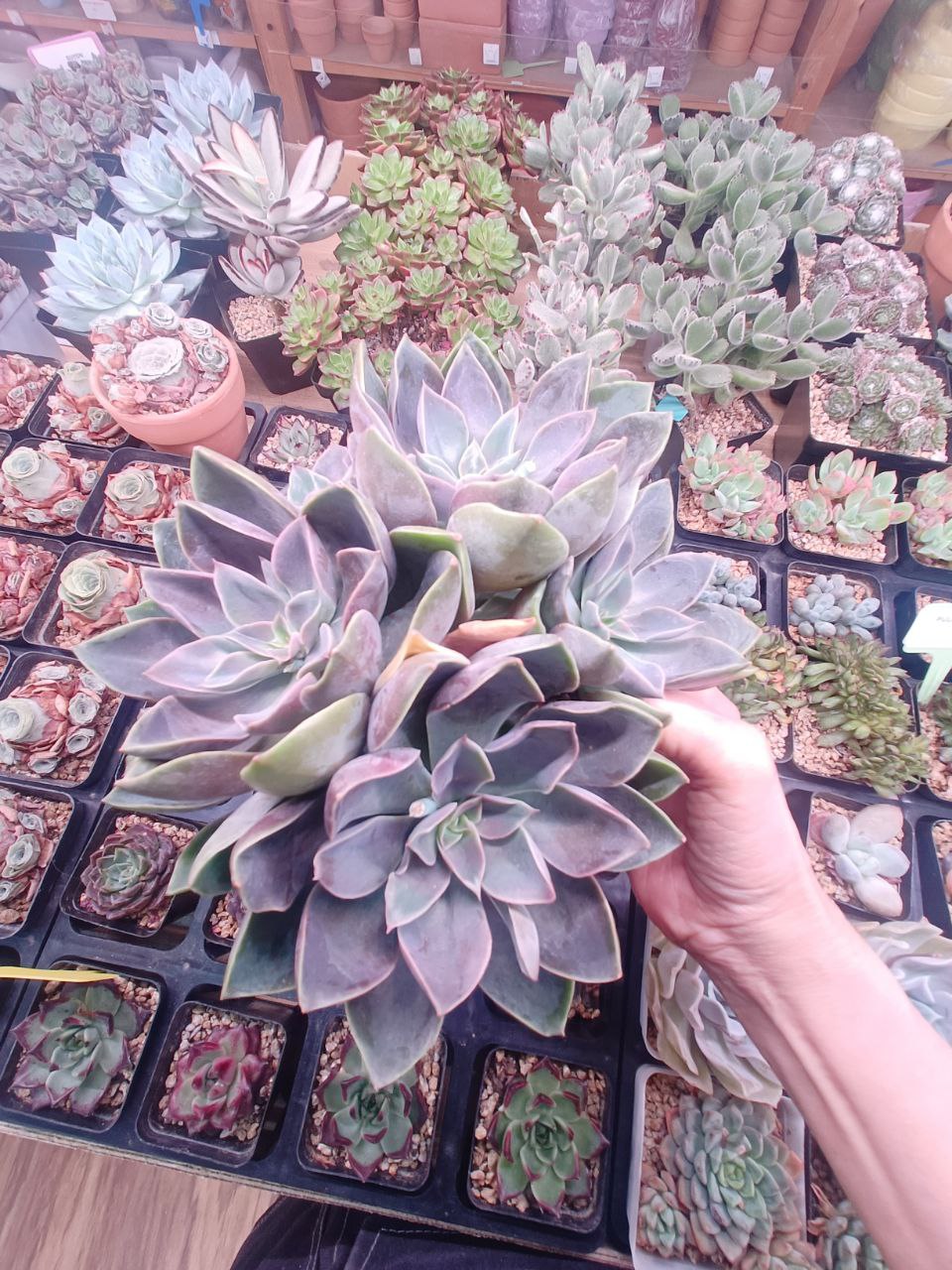 Succulent Succulents Echeveria Brown Sugar clusters SG seller Ready ...
