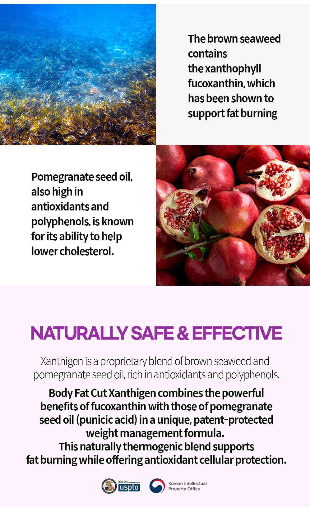 Dr.Elizabeth's Body Fat Burner & Slimming Body Fat Cut Xanthigen (30 ...