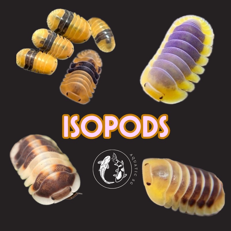 SG STOCK | Isopod Culture (Starter Kit) | Cubaris Amber Ducky ...
