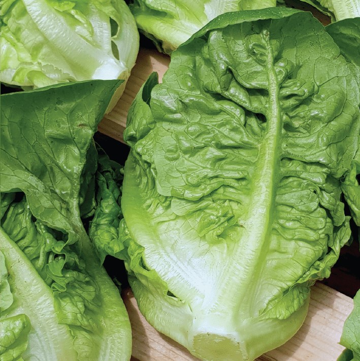 200 Mini Romaine Lettuce Seeds for Home Garden | 生菜旦种子 | Shopee Singapore