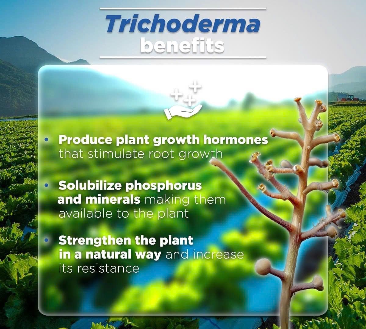 1KG TRICHODERMA WITH BACILLUS 1.000.000BT/g PLANTS FERTILIZER STRONGER ...