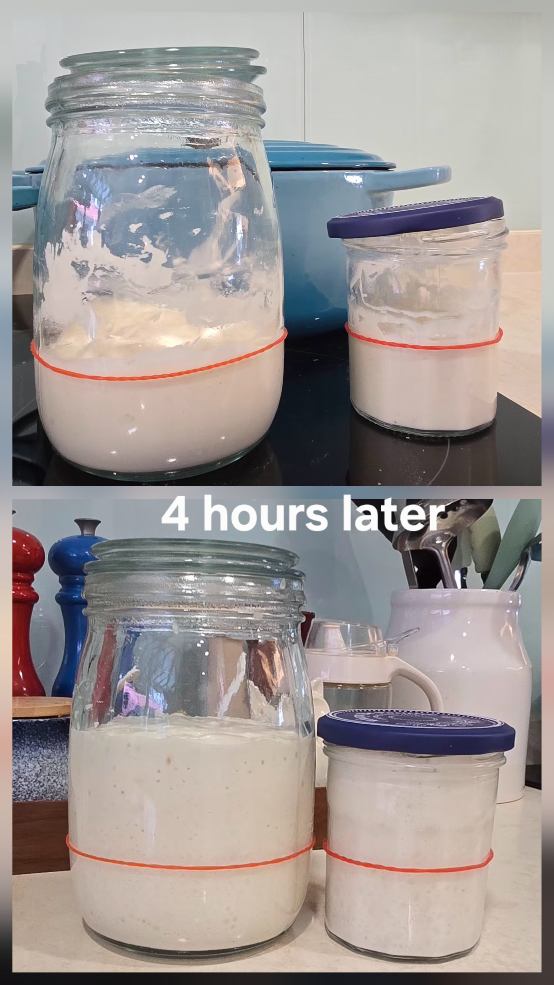 Mature - Active Sourdough Starter - Levain @Joo Chiat | Shopee Singapore