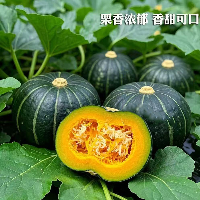 Beibei Pumpkin Seeds Sweet and Glutinous Chestnut Flavor Green Beibei ...