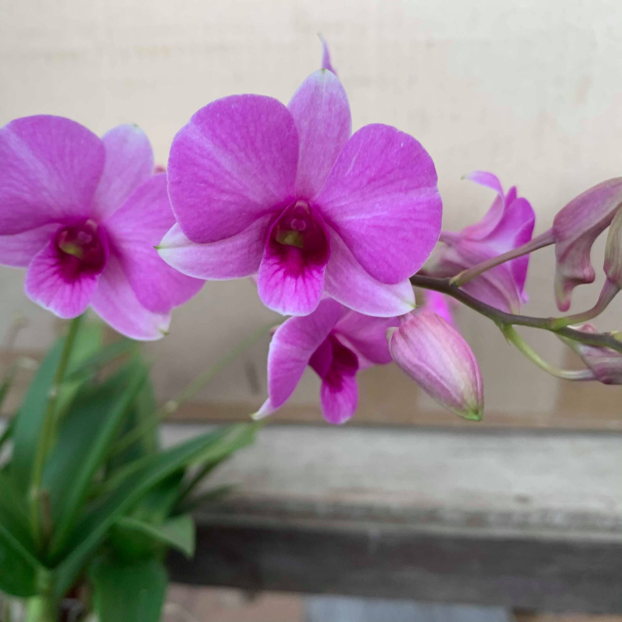 [Bundle] Set of mini Dendrobium Orchids - fuss free plants with long ...