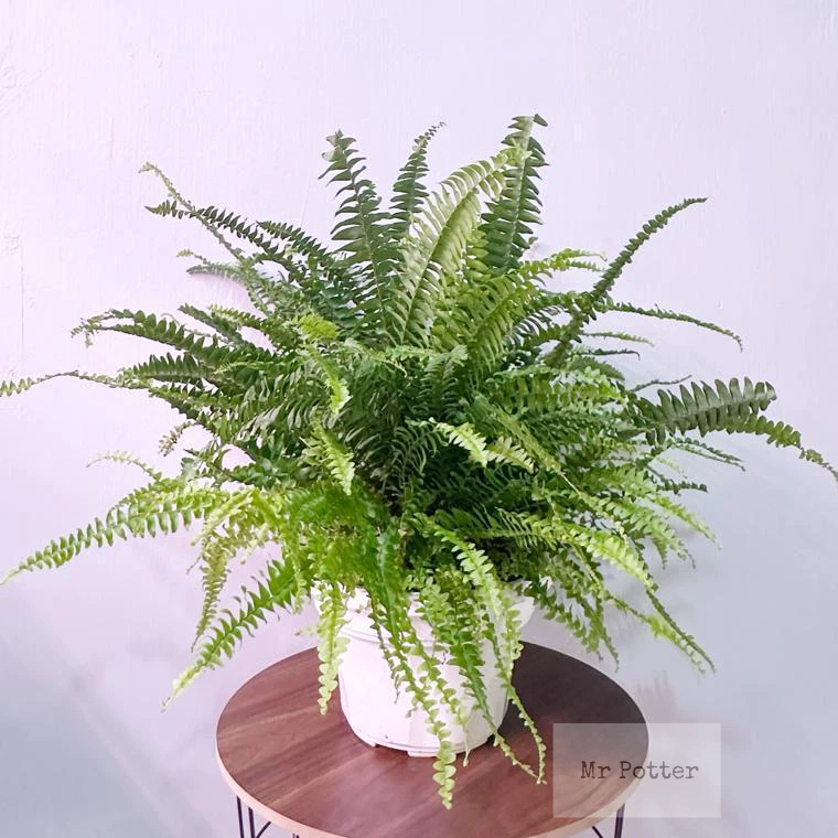 Boston Fern Nephrolepis exaltata Indoor House Home Potted Plant ...
