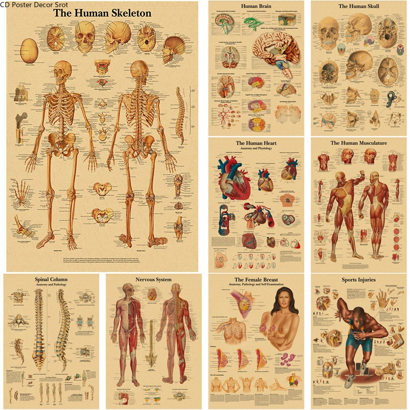 The Body Structure Retro Poster Anatomy and Physiology Kraft Paper Skeleton Posters Home Medical ...