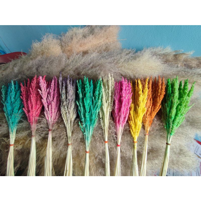 30 Natural Color Wing Grass Dye 20 Flowers + Long Stem 50-60 Cm ...
