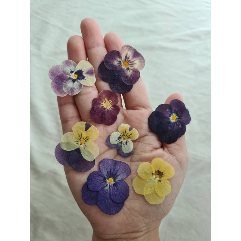 Dried Overlap Flowers For Diy | Shopee Singapore