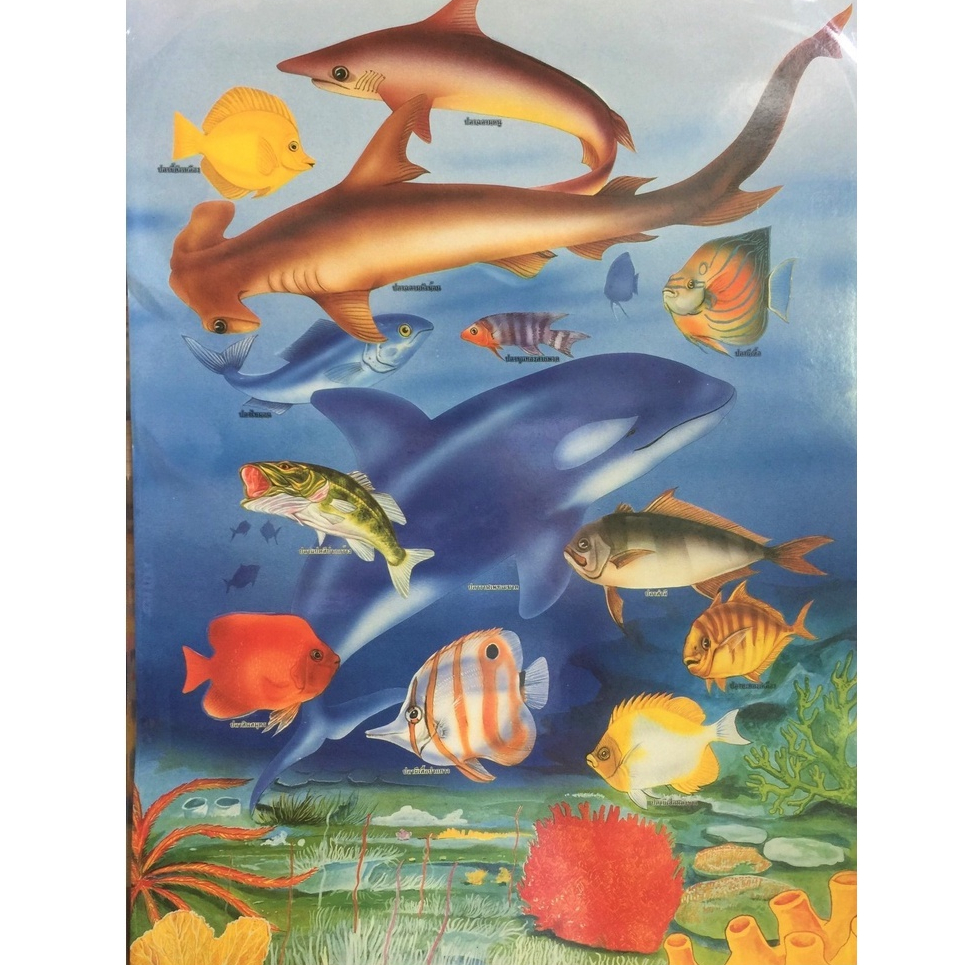 HPC Poster Plastic Cover Underwater World Type 3 (With Defects ...