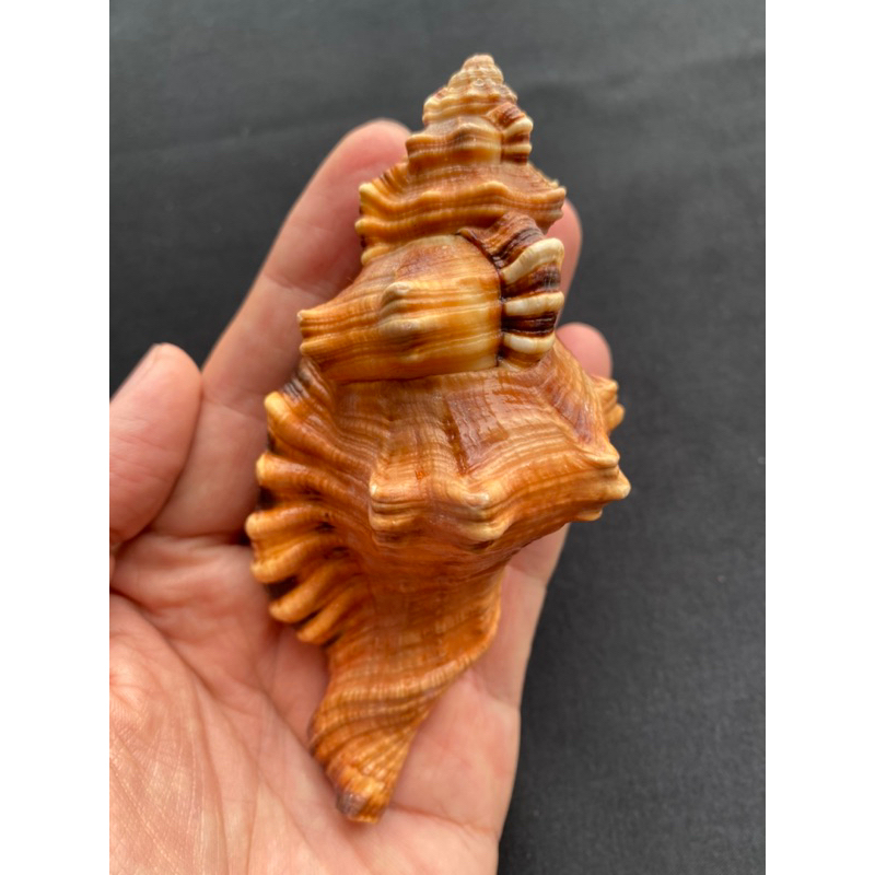 elephant nose sea snail shell Tiger stripes conch | Shopee Singapore