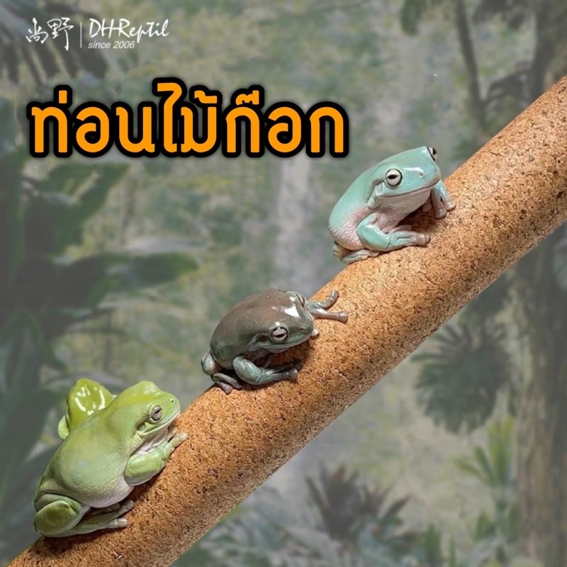 cork sticks To Make Frog Gecko Island Stand | Shopee Singapore