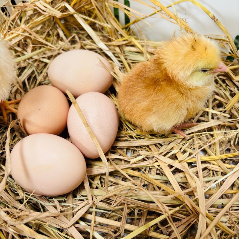 Rhode Island Red Eggs Real Breeds | Shopee Singapore