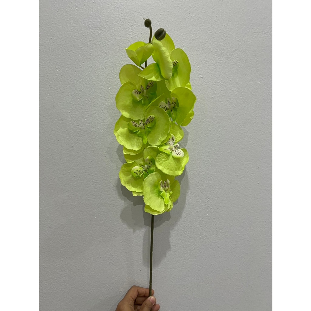 Big Green Falands 1 Bunch Of Faland Orchid 8 Flowers + Flower Buds Good ...
