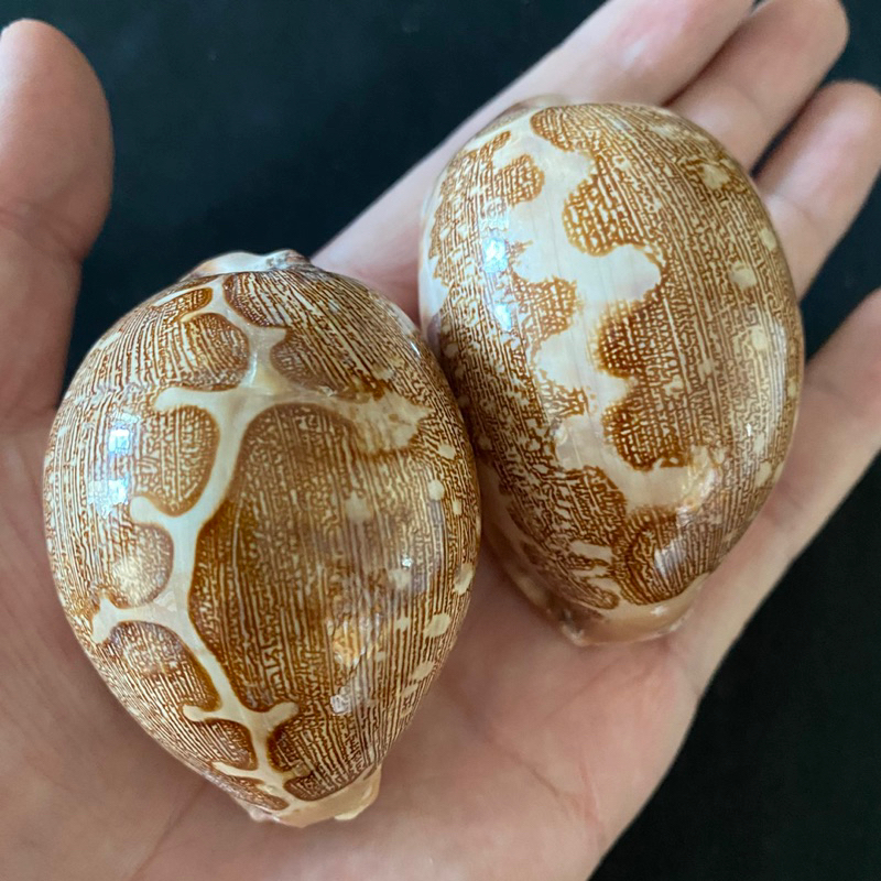 Shells Worth Collecting rare collectible shell map pattern cowrie ...