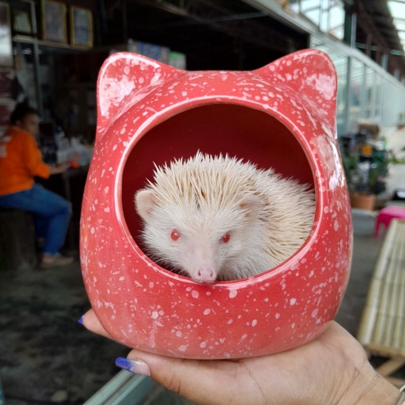 Pet House Jar Hedgehog Dwarf Children Like It The Most Delicious ...