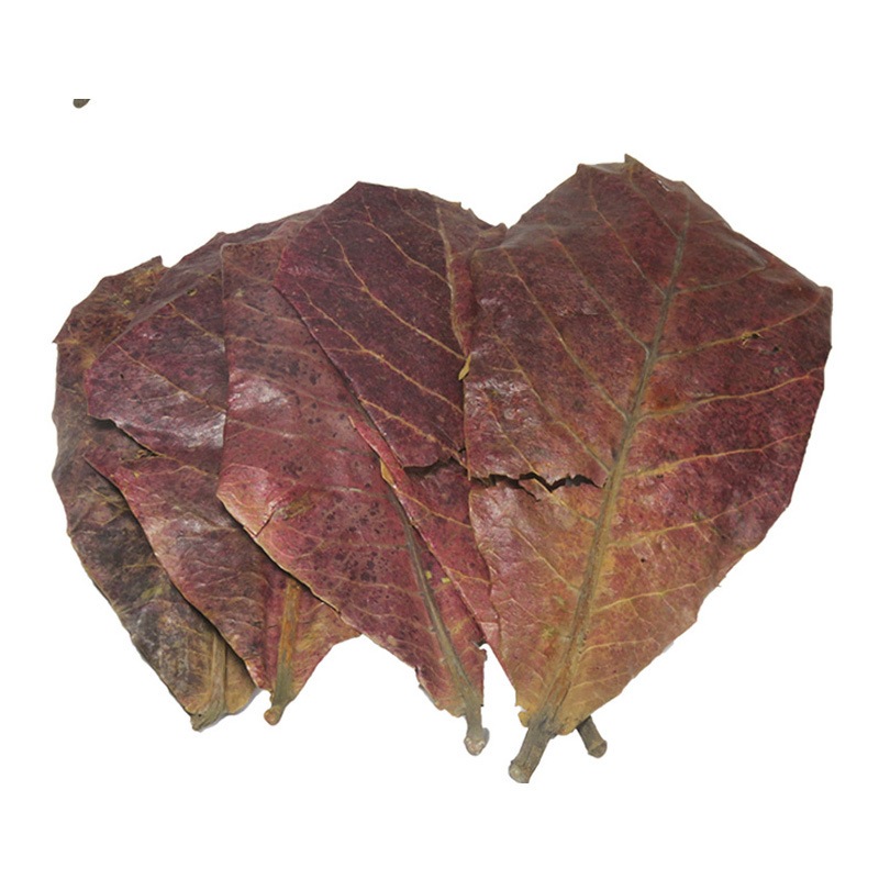 Terminalia Leaves 10 Malabar Fish Farming Leaf Size 16-25 cm Assorted ...