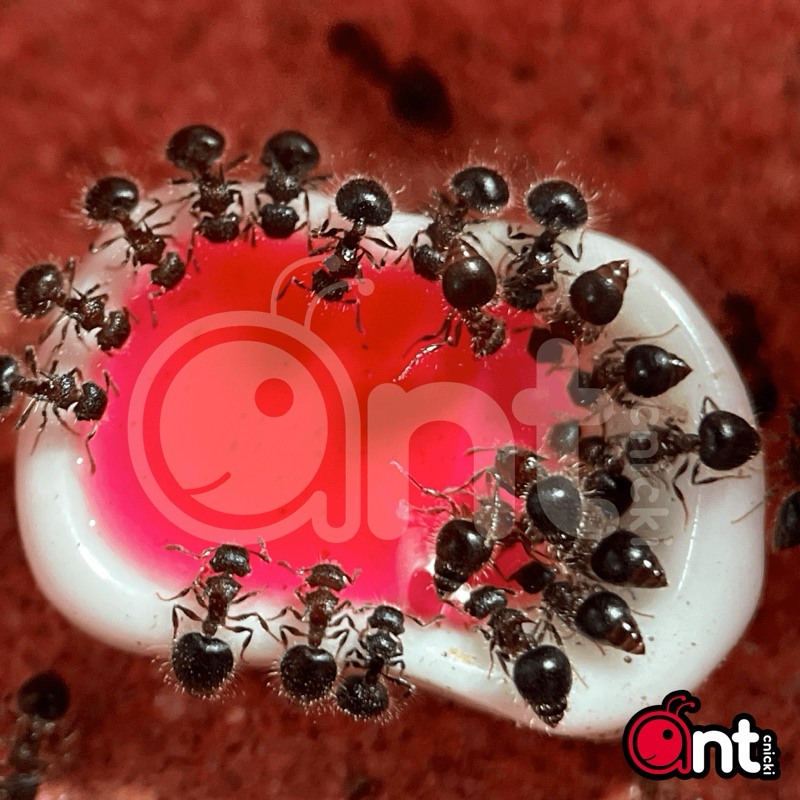 Black Ant Test Tube Model Egg Study Large Small Ants | Shopee Singapore