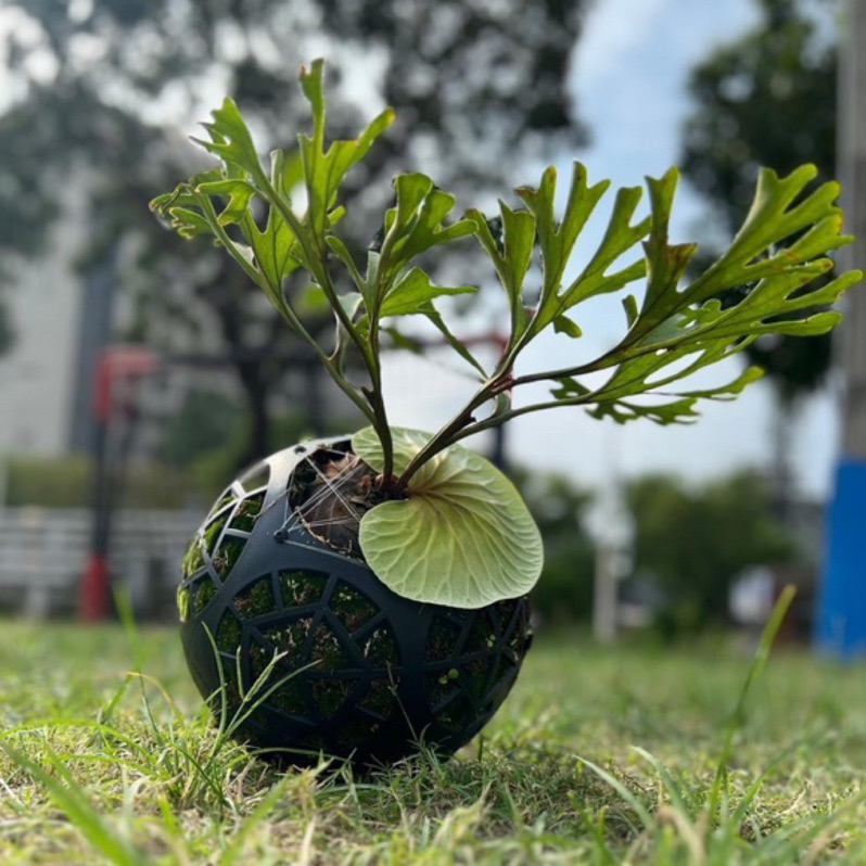 [Fern World God Ball] Asian Monkey Staghorn Fern/Deer Ball/Part ...