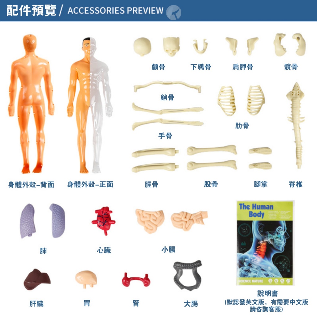 Whole Body Human Model STEM Science Education Puzzle Assembly|Organ ...