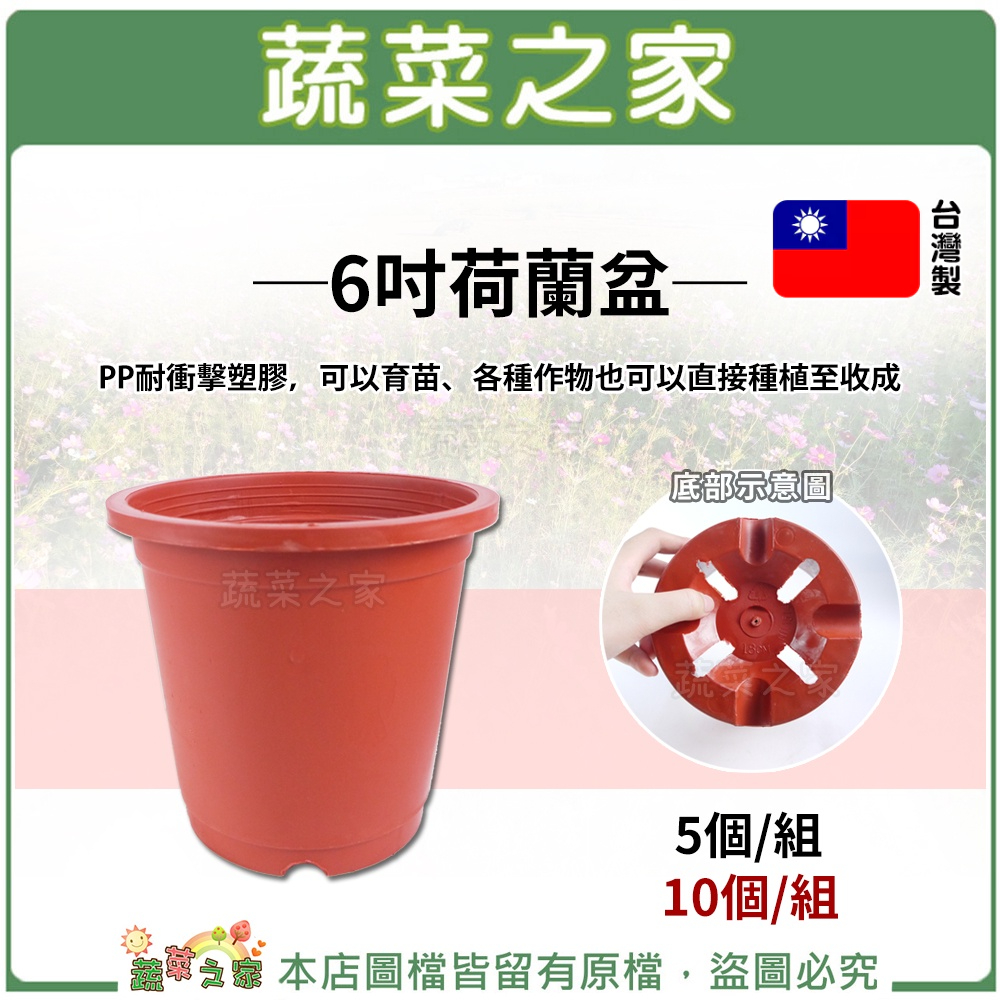 Dutch Pot, Cultivation Pot-6inch. 7inch ※ Other Sizes Are Available In ...