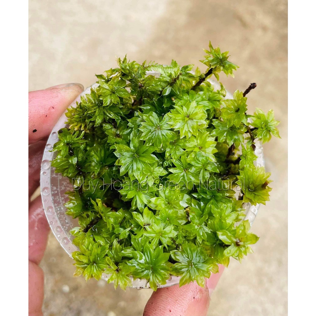 Umbrella Moss setup terrarium | Shopee Singapore
