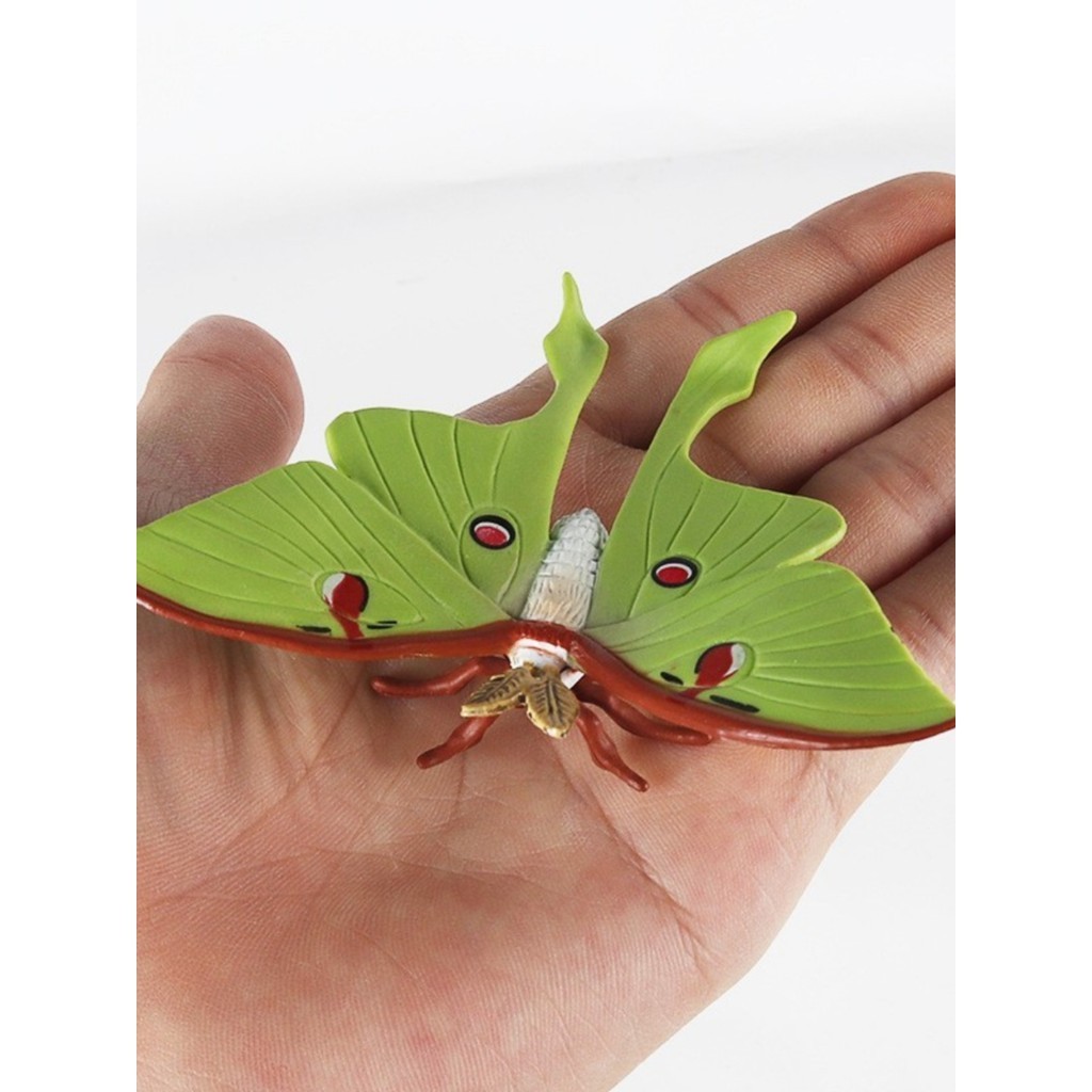 Model Moth Fairy Moth 2026 Model Paradise 2026 Model Moth 2026 Model ...