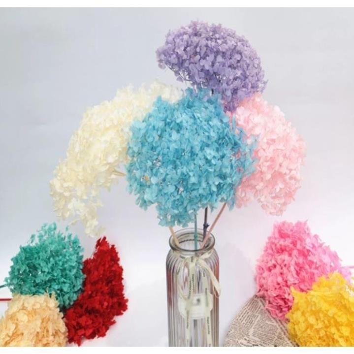 Dried Hydrangeas, Dried Hydrangeas (Natural Flowers, Many Colors ...