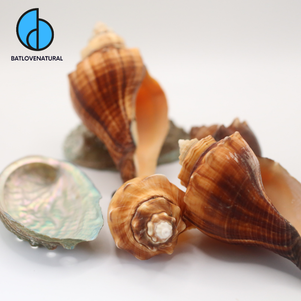 Melongena snail shell - Hermit crab shell - Decorative snail shells in ...