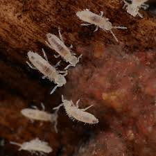 Springtails / springtail - cleaning - removing mold - handling leftover ...