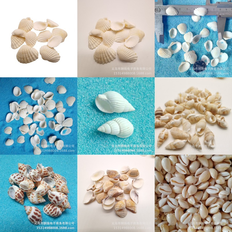Snail shells for aquarium decoration, aquarium decoration, snail shells ...