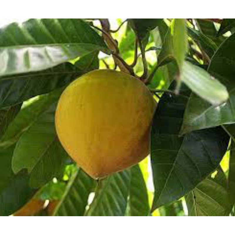 6ky lekima garden (chicken egg) fresh home grown goods | Shopee Singapore