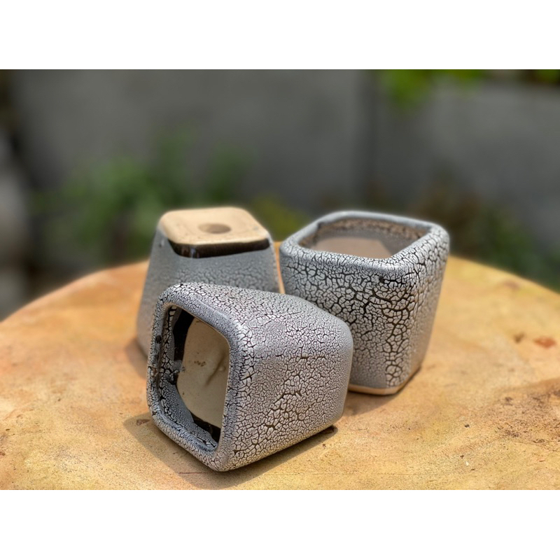 Mini Radiant Yeast Pots bonsai - Growing Stone Lotus-Cactus | Shopee ...